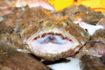 Everything You Need to Know About Monkfish | Hamiltons Fish