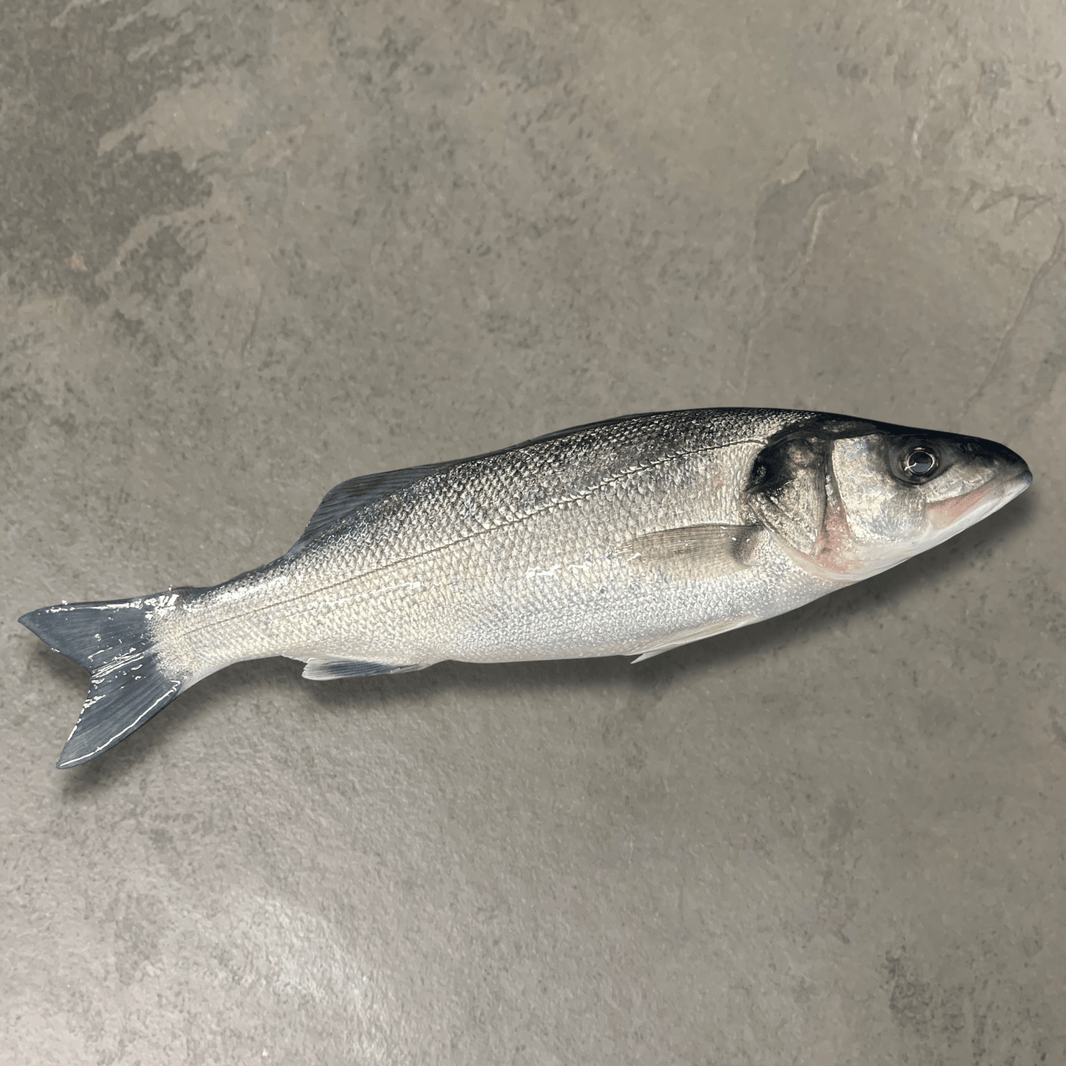 Wild Caught Fish & Seafood | Hamiltons Fish | Fresh from Brixham