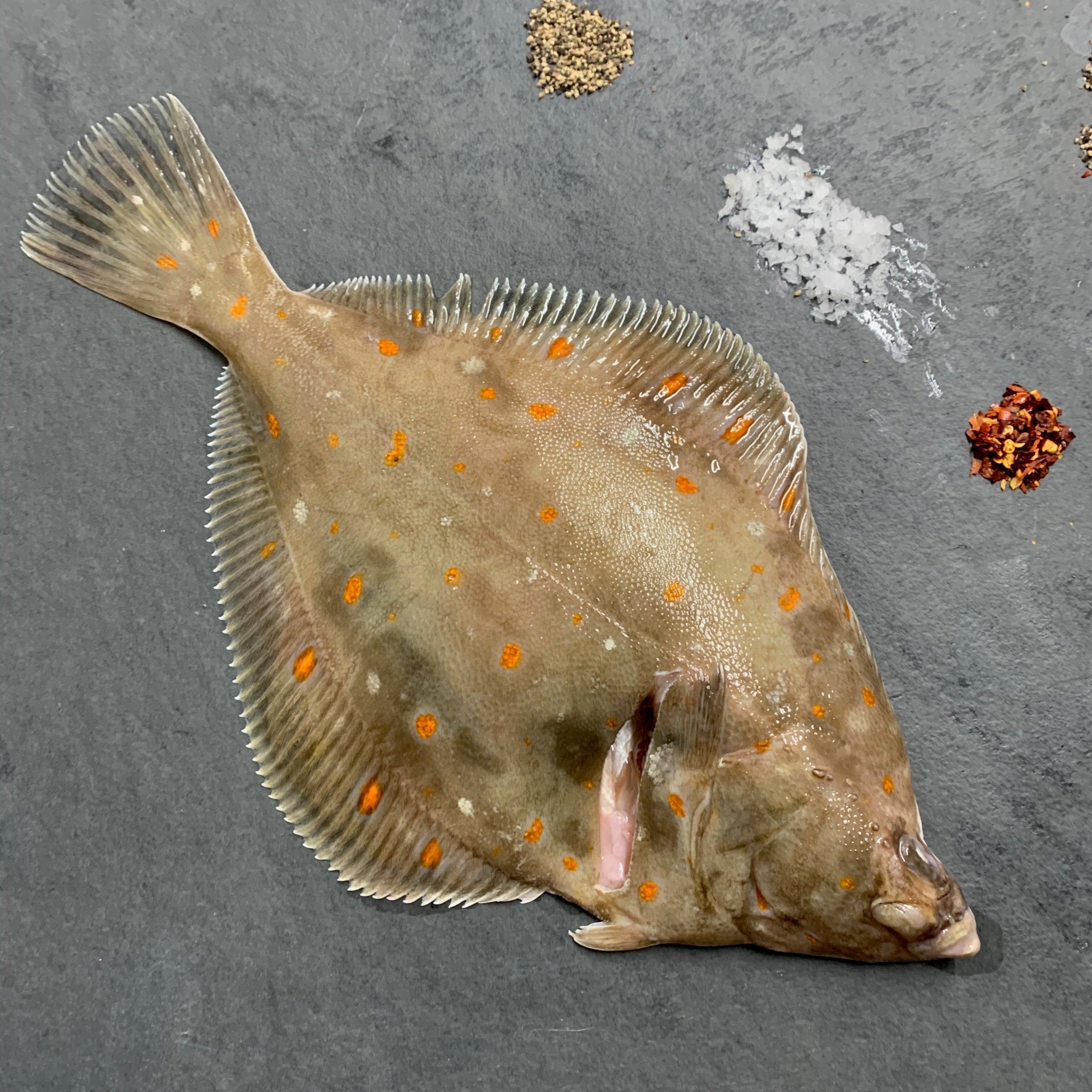 Wild Plaice | Fresh British Plaice from Brixham | Hamiltons Fish